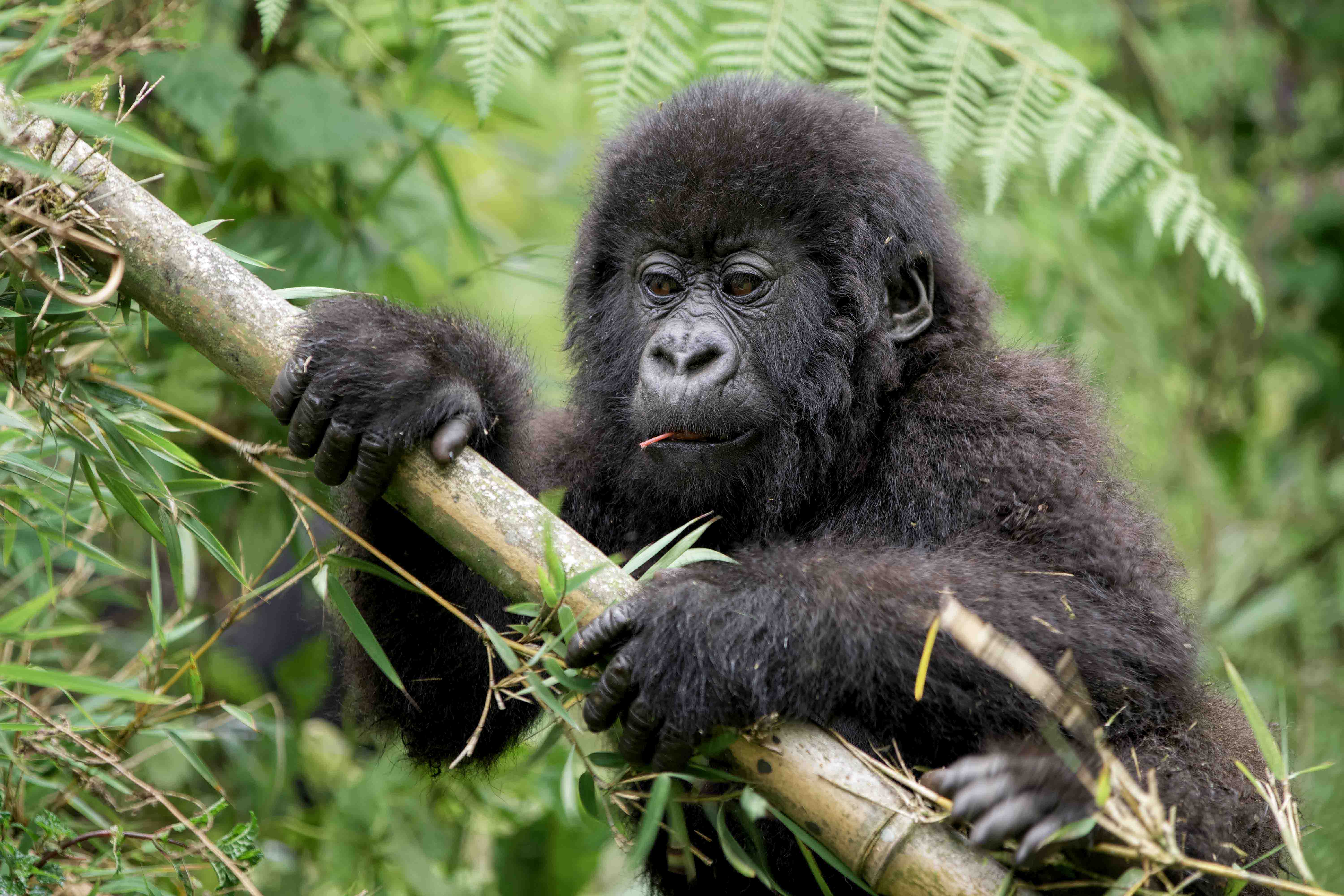 Wilderness Sabyinyo Newsletter – July 2023