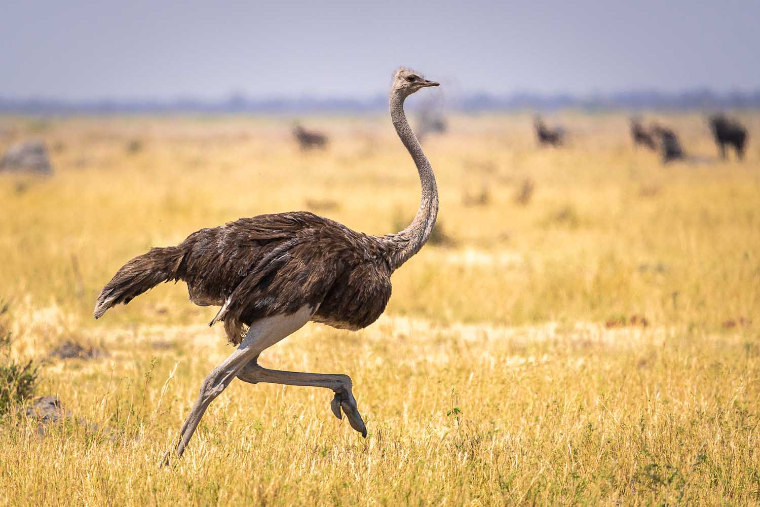 Wilderness Mokete: As wild as it gets | Part 1