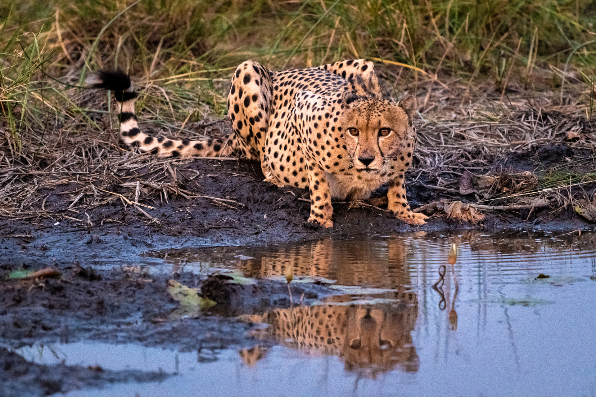 Trip of a Lifetime: African Summer Safari | Wilderness