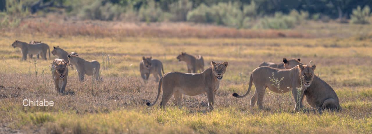 Wilderness Chitabe & Chitabe Lediba news – April–May 2024