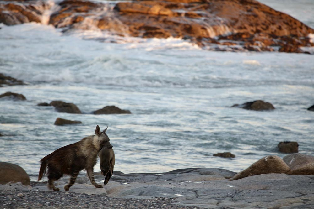 Wilderness Namibia – Brown Hyena Conservation