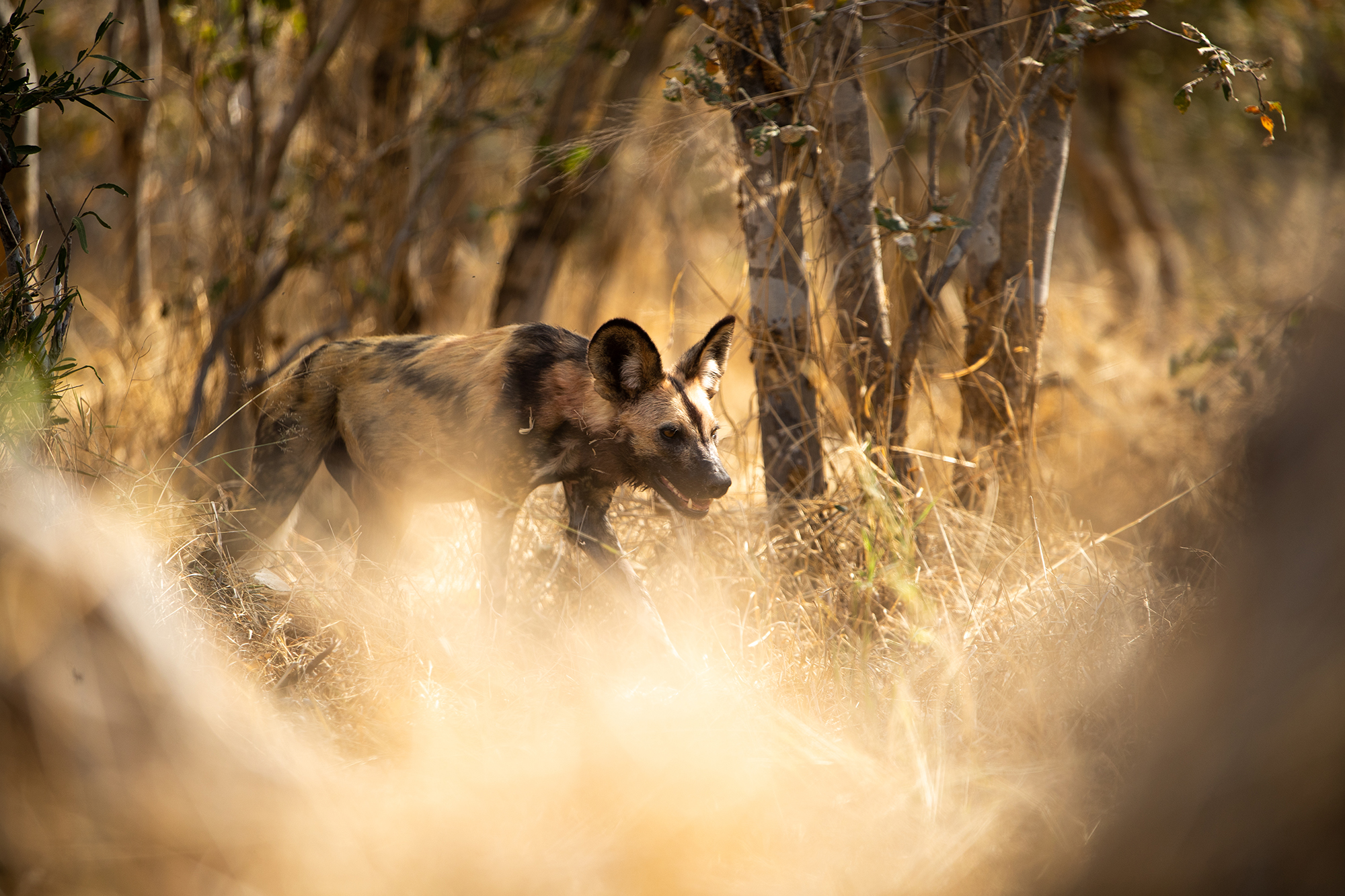 Two females, two litters, one super pack of wild dogs