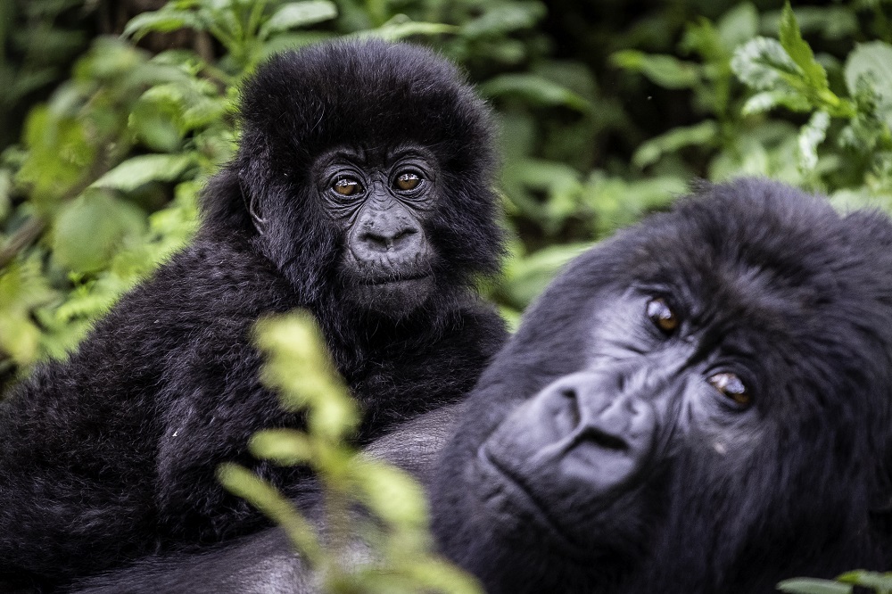 World Gorilla Day with Wilderness