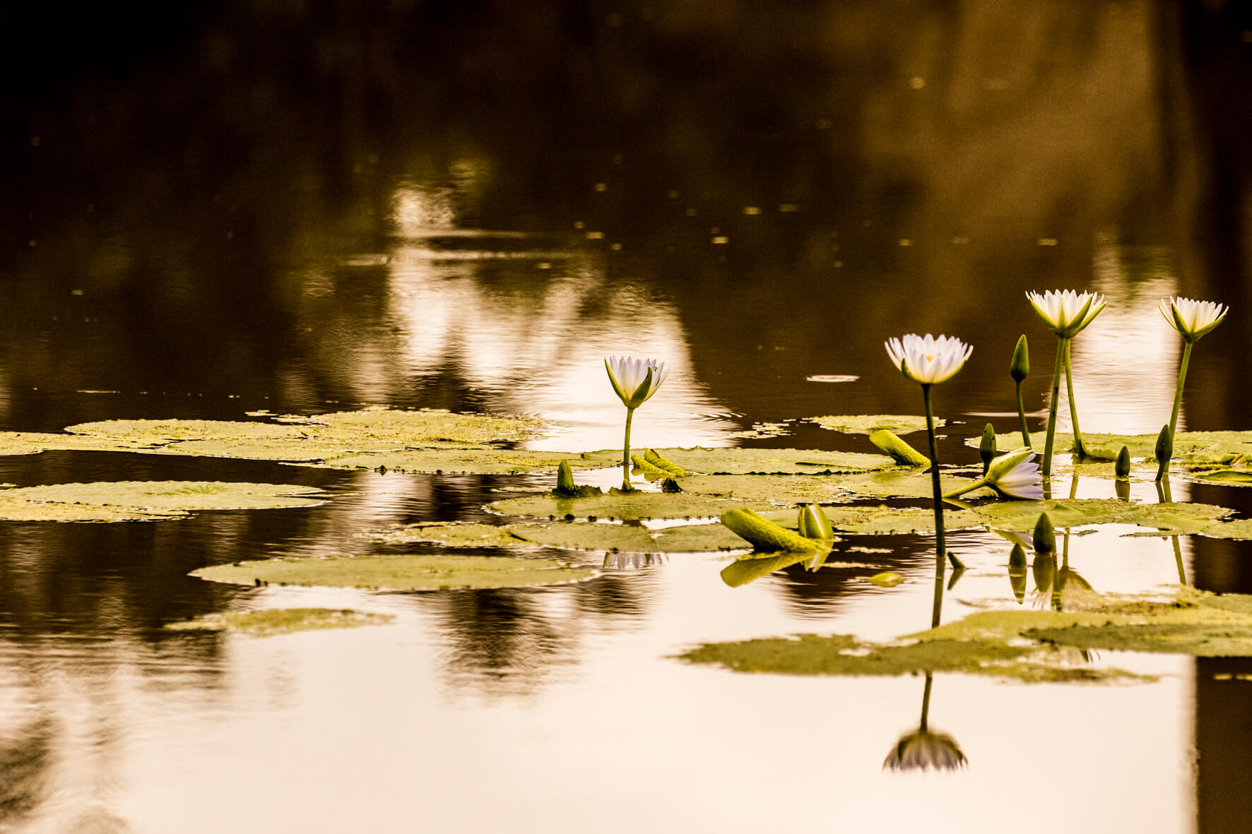 People of Wilderness | Onneetse Mazunga | Wilderness Botswana