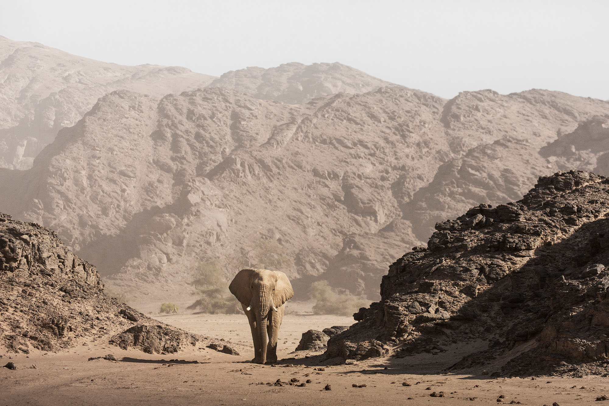 Nature Drives | Africa Game Drive | Wilderness