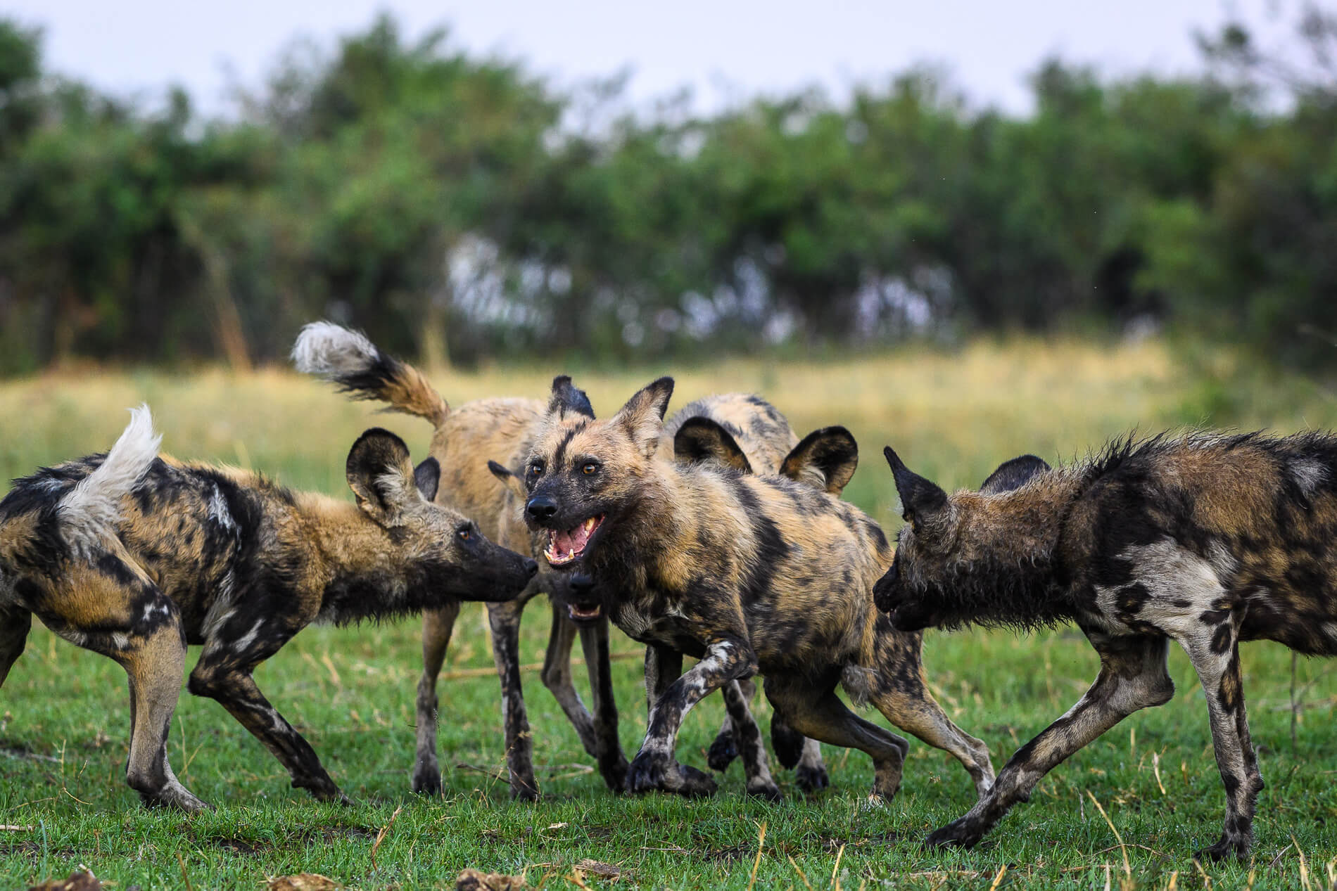 Botswana Wildlife Safari | Safari Itinerary | Wilderness