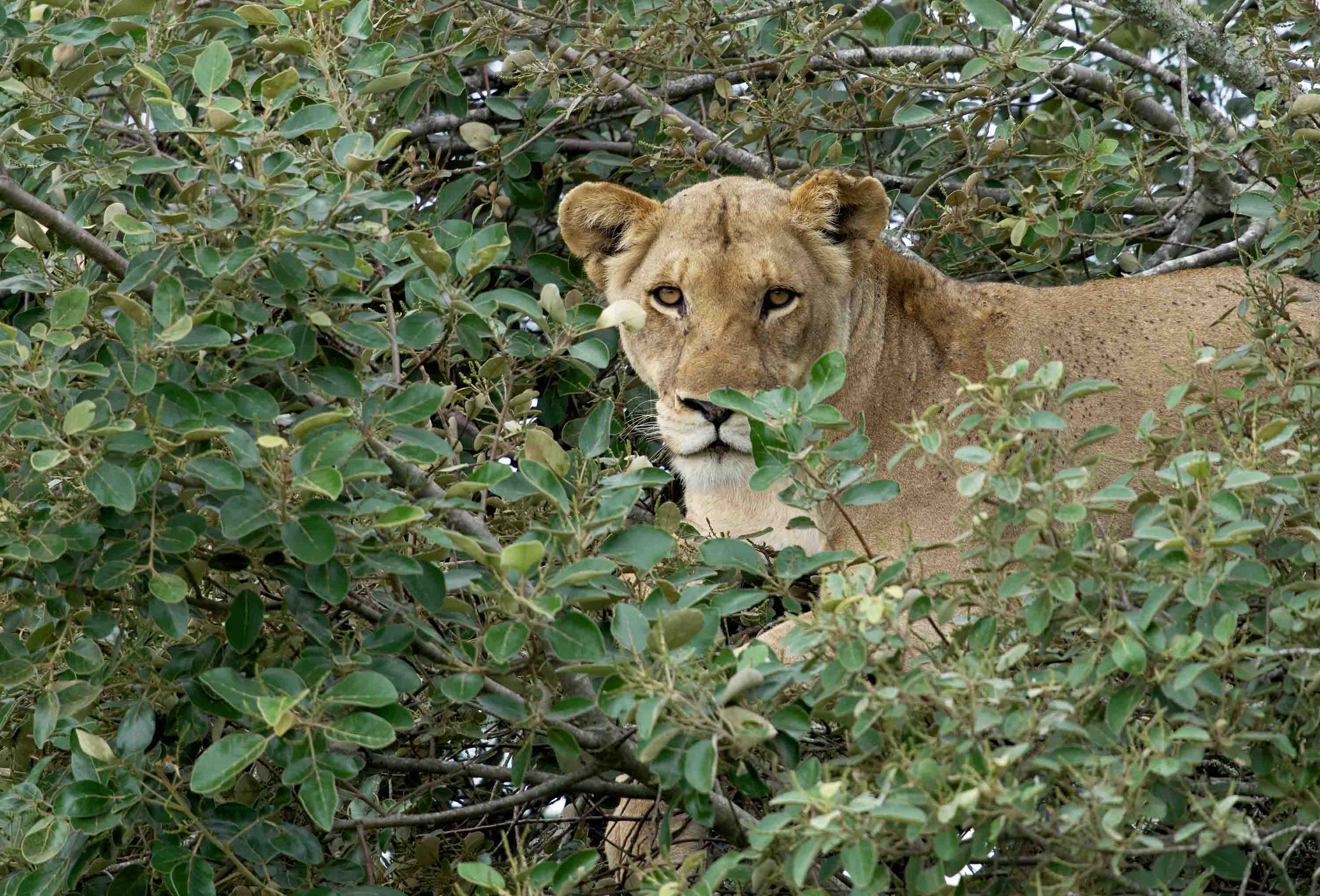Wilderness Magashi Newsletter – November 2023