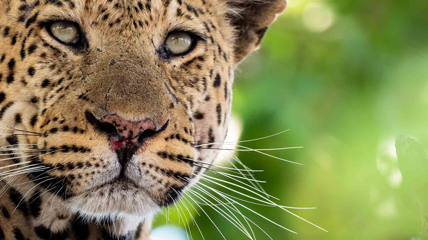 Lucky leopard sightings | Wildlife in Wilderness