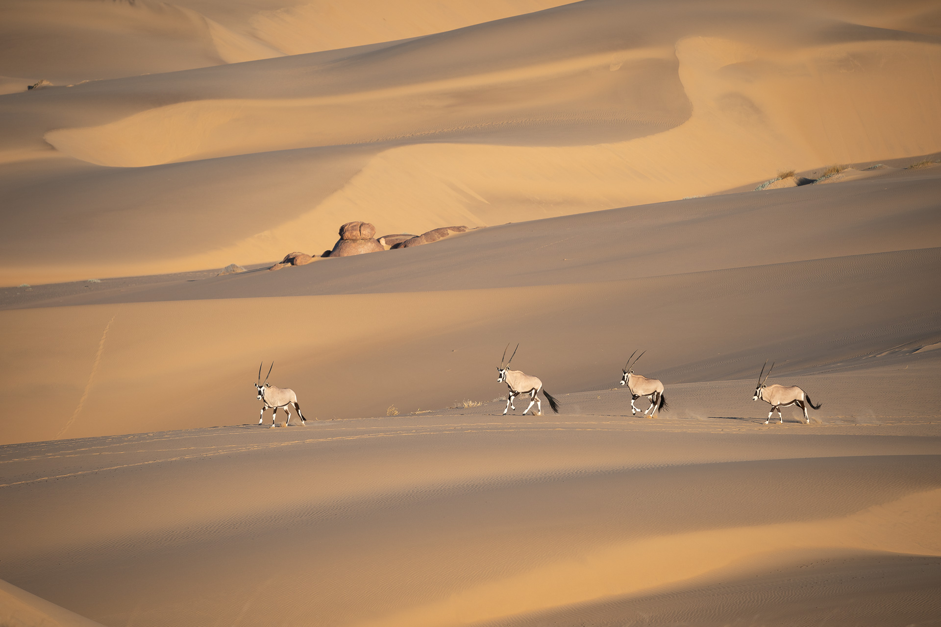 Kunene Region | Kunene Safari | Wilderness