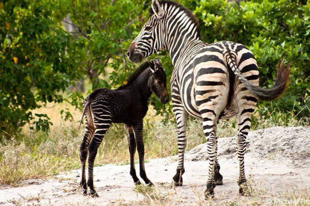 Vumbura Plains' ‘chocolate zebra’ phenomenon