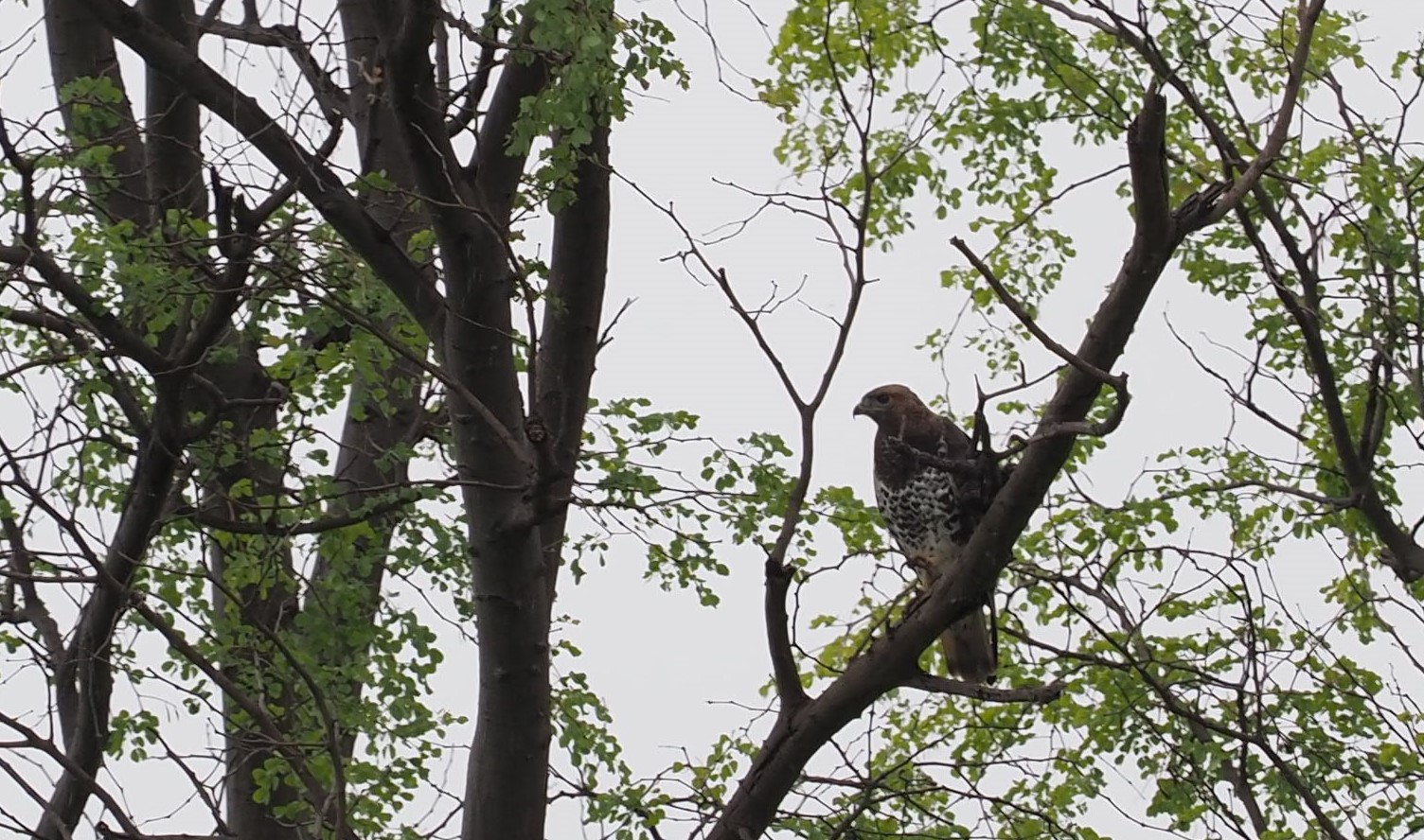 Mega Bird Alert for Southern Africa | Wilderness