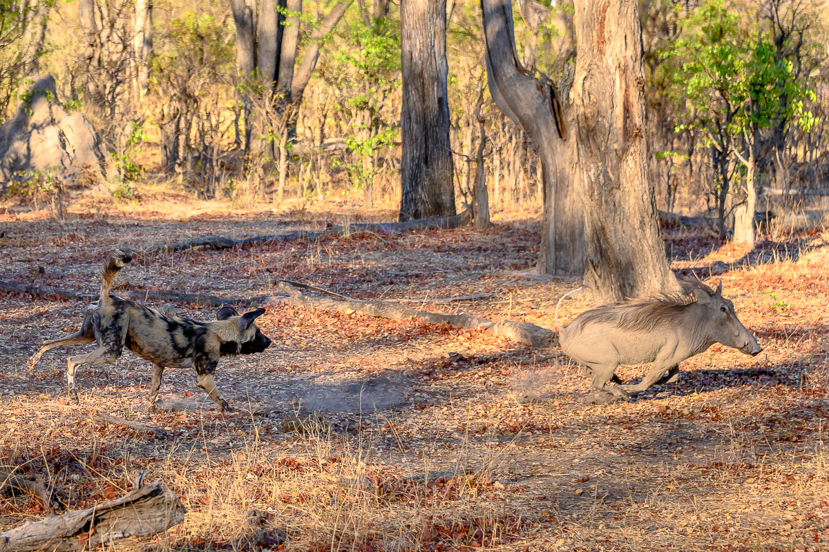 African Warthog vs. Wild Dog in Botswana | Wilderness