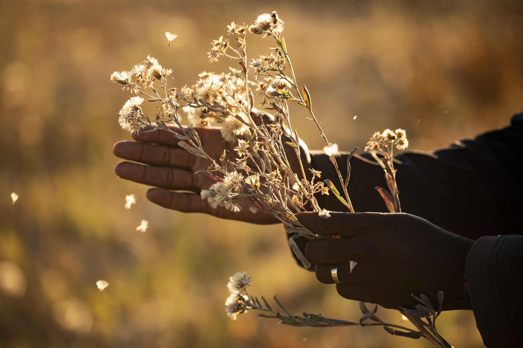 Magical Morning Safari in the African Bush | Wilderness