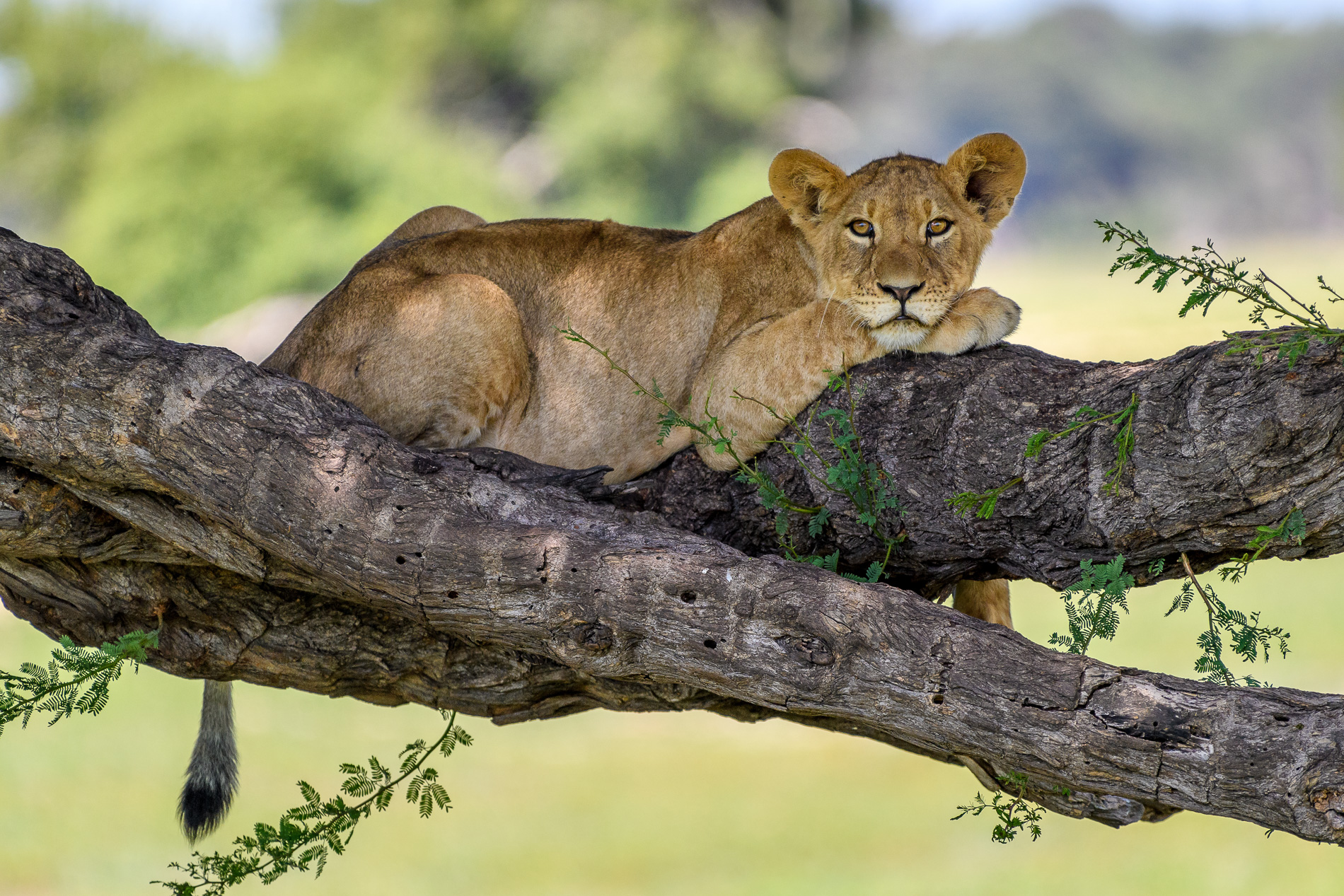 Africa Wildlife Conservation during pandemic | Wilderness