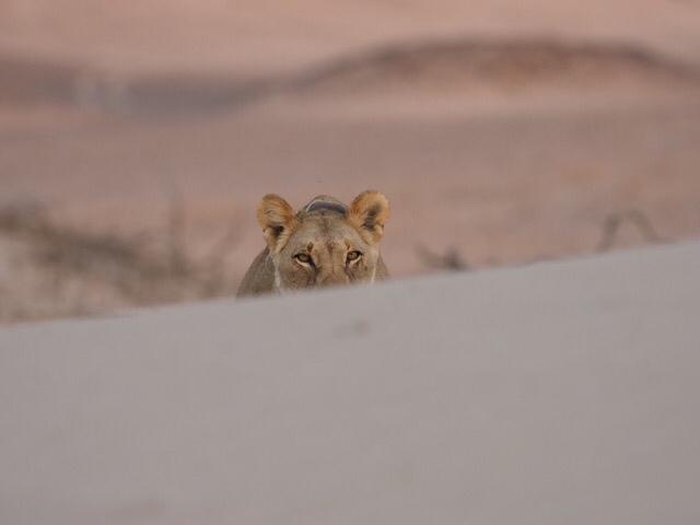 Virtual Safari: Namibia Photography | Wilderness