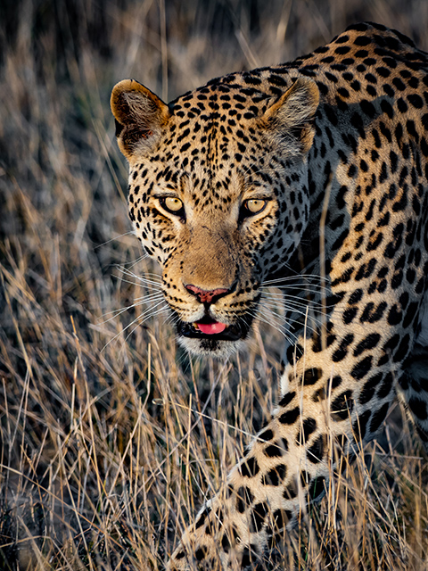 Botswana Wildlife Tour: Pristine & Untamed Safari | Wilderness