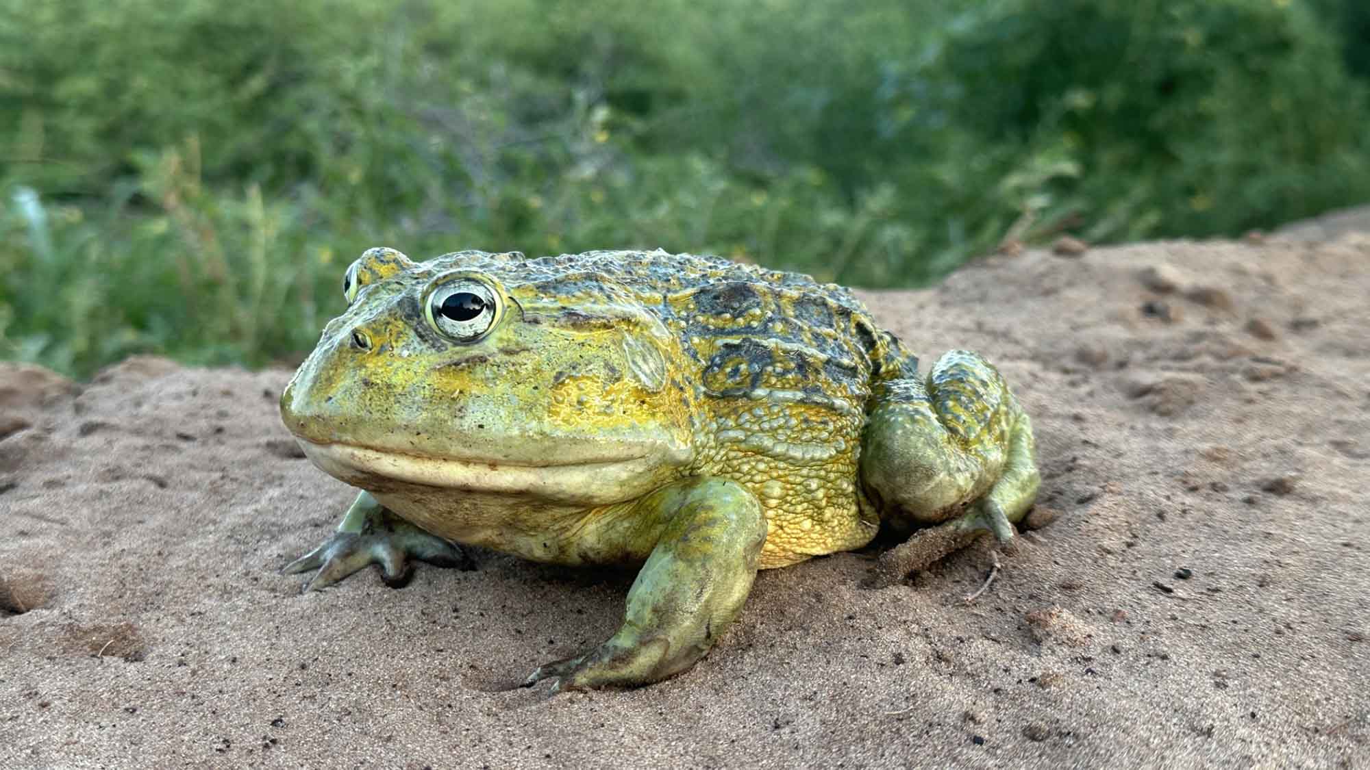 A new bullfrog species discovered at Wilderness Mombo
