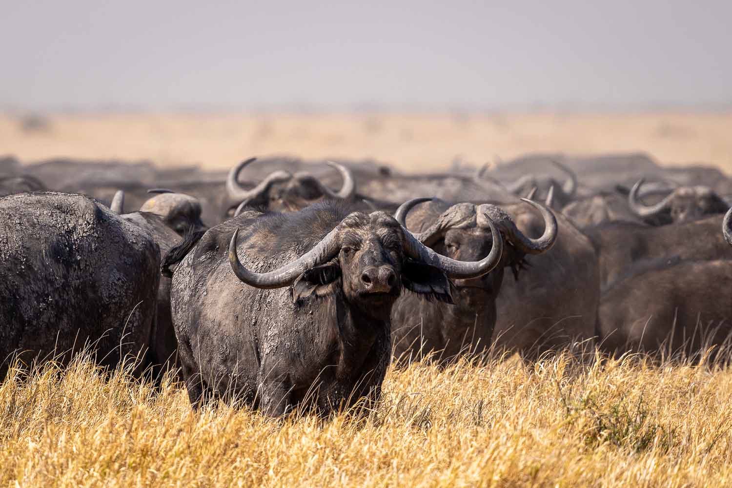 Wilderness Mokete: Every safari a great adventure