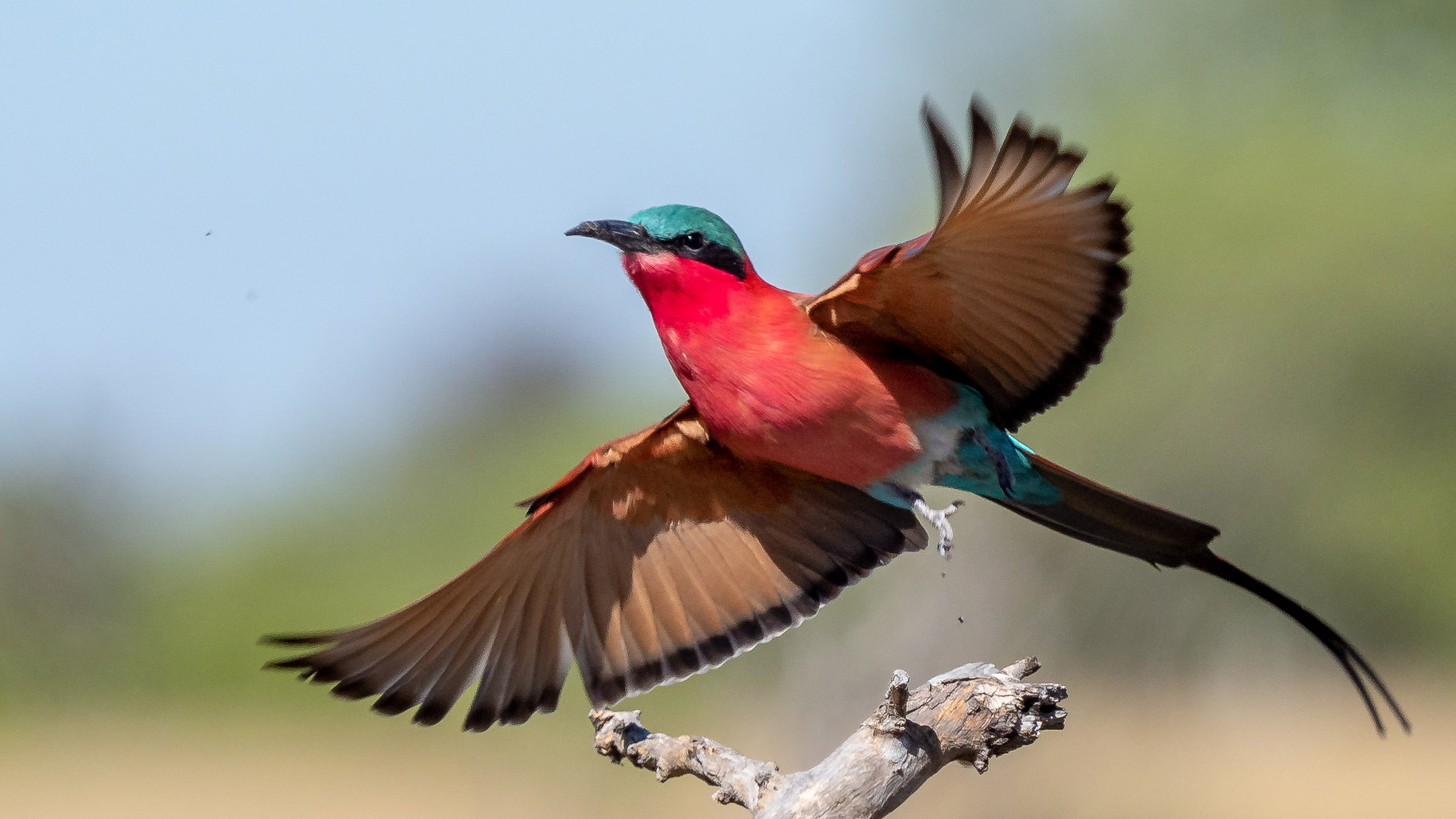 Bird Facts | Bird Breeding Season | Wilderness