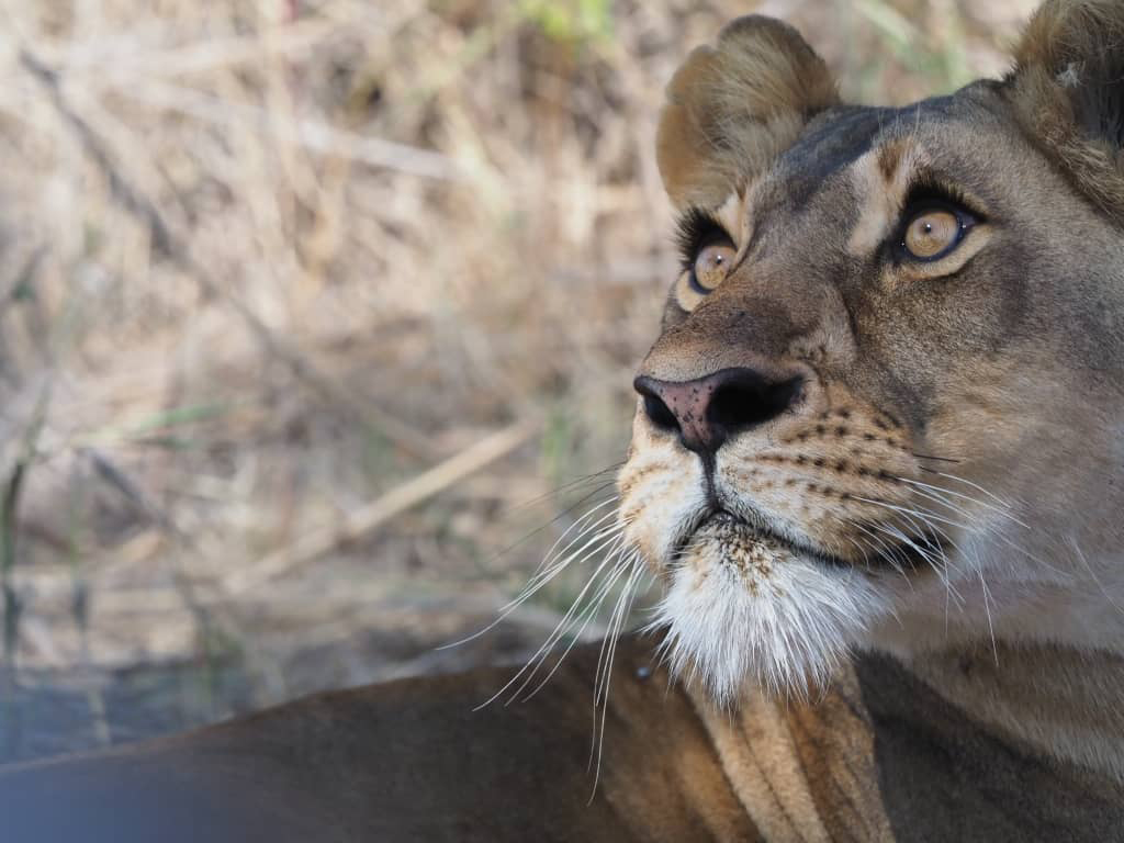 Wilderness Shumba Newsletter | August 2023